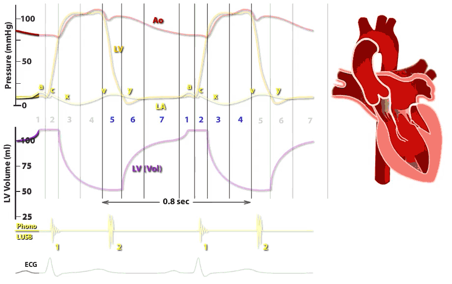 Heart Sounds | MedStudy