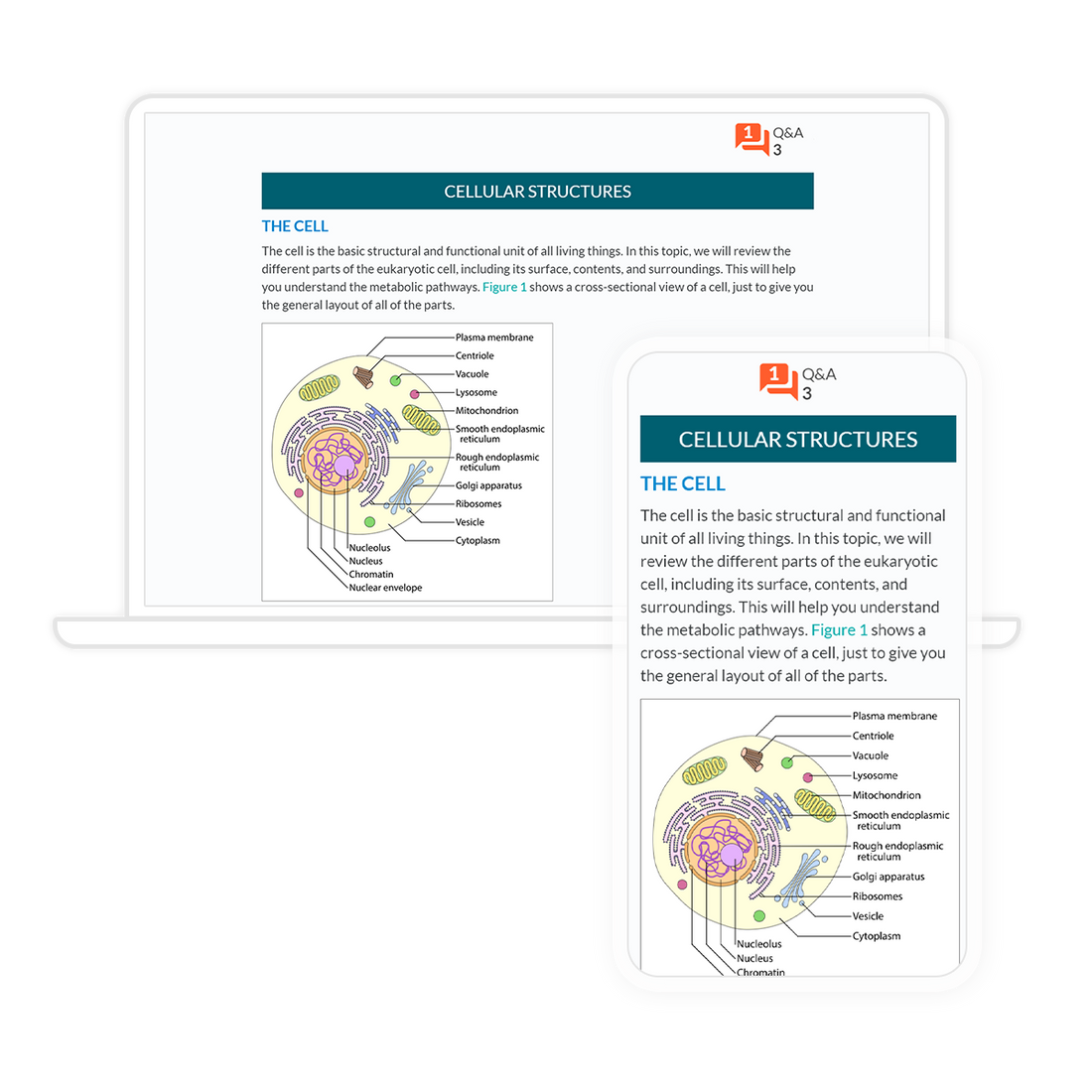 Medical Student Core: Cardiology Book – MedStudy